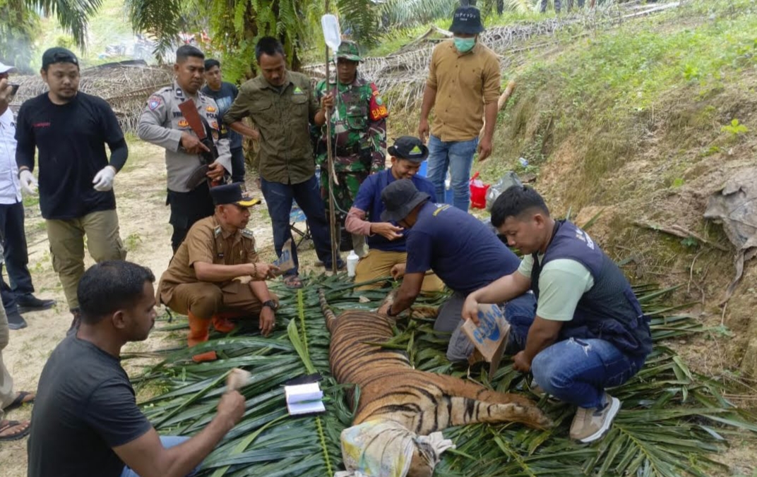 Harimau Sumatera yang Masuk Kandang Jebak di Aceh Timur Dievakuasi ke ...