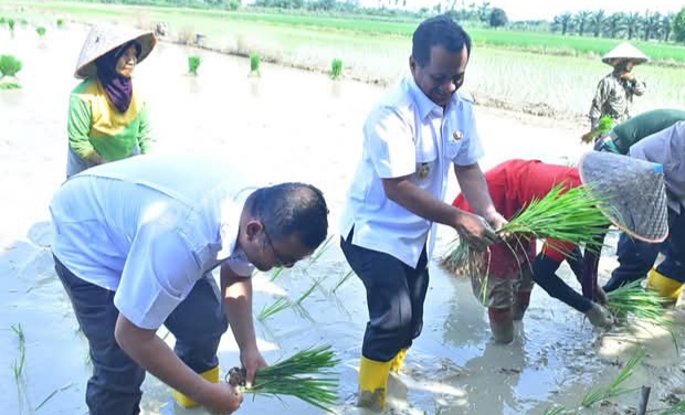 Pemkab Aceh Tamiang Ikuti Gerakan Tanam Padi Serentak, Targetkan Swasembada Pangan